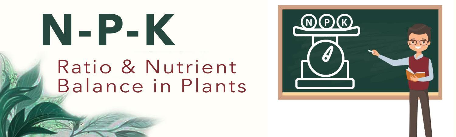 NPK ratio and nutrient balance in plants