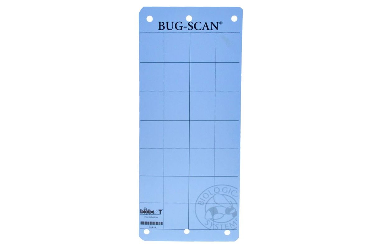 Bug-Scan Blue for Thrips/Leafminer 4" x 10" (10/Pk)